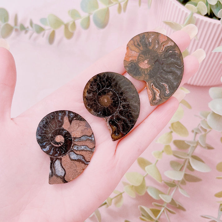 Ammonite Half – Love Potion Crystals